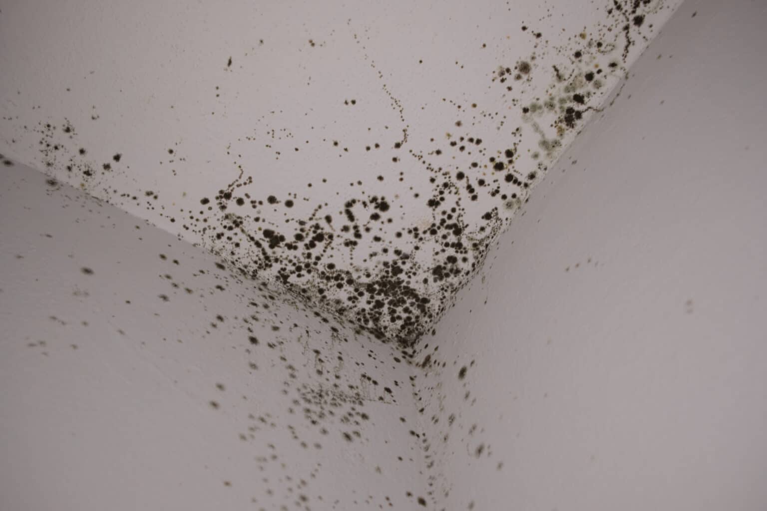 Mold Removal in Phoenix, AZ - Quick Mold Testing Near You
